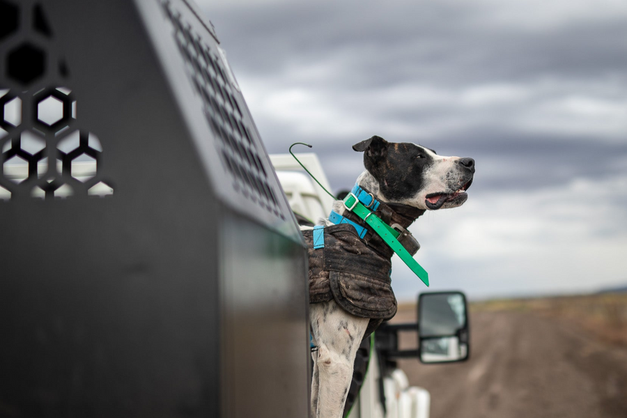 Stickers – Pig Chasing Australia