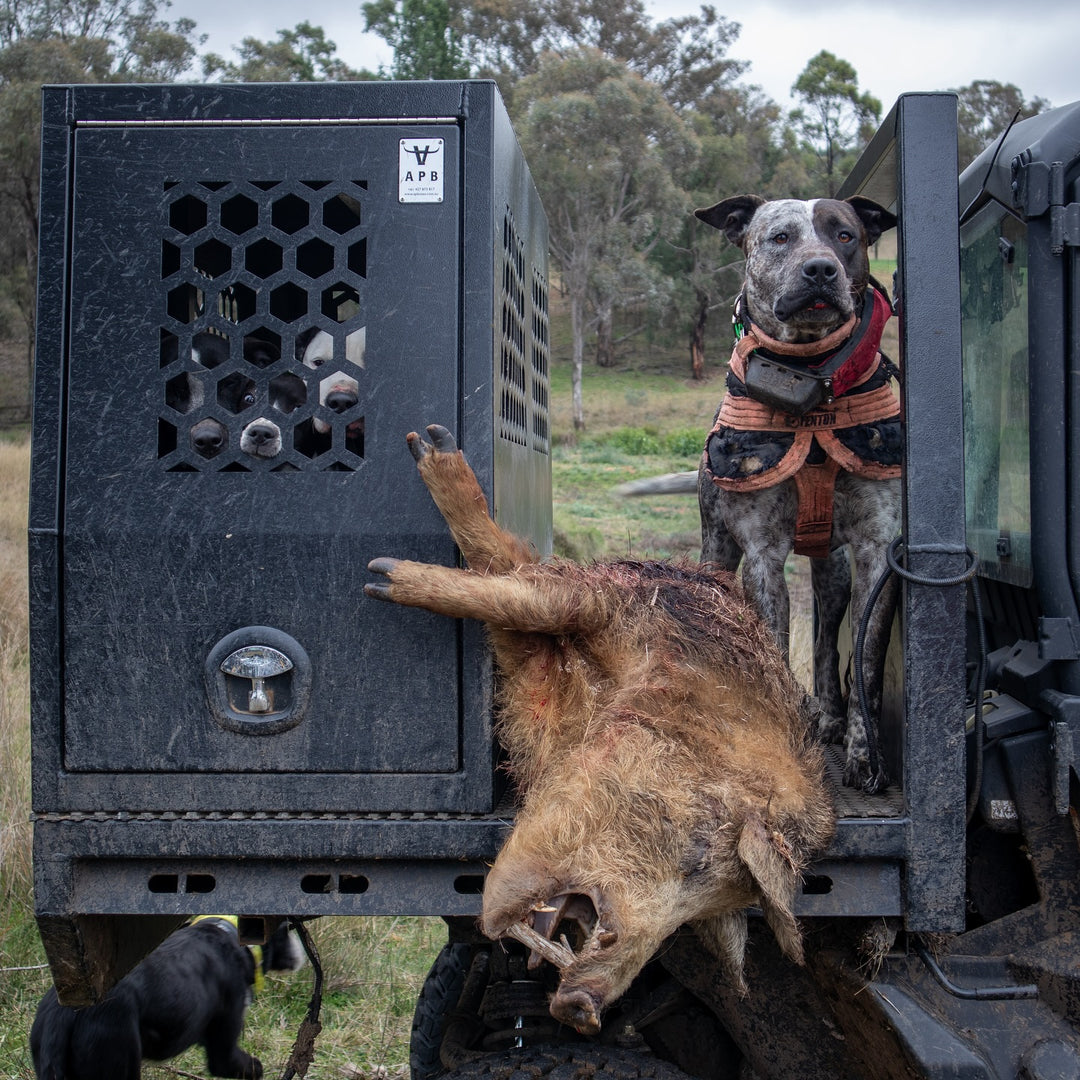 SPONSORS + PARTNERS – Pig Chasing Australia